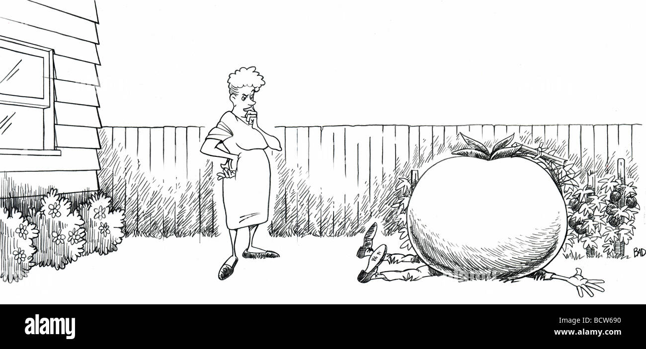 Giant tomato 2 by brian diskin hi-res stock photography and images - Alamy