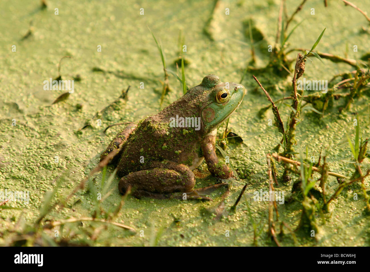 Angle pond hi-res stock photography and images - Alamy
