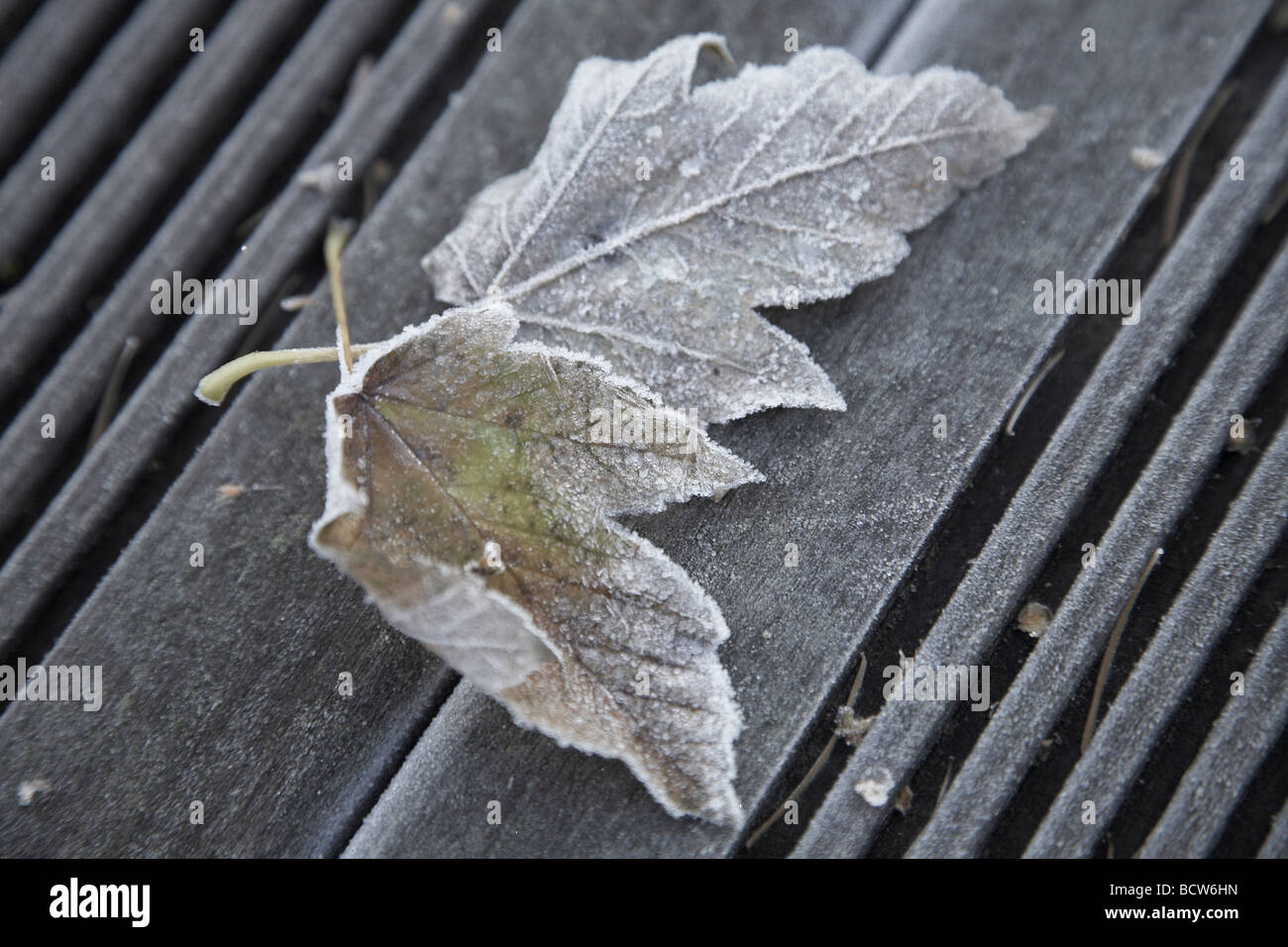 Iroko leaves hi-res stock photography and images - Alamy