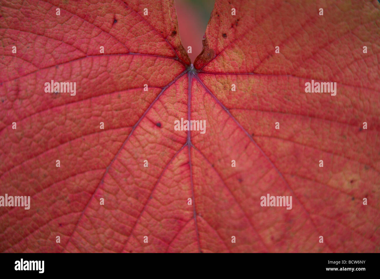 Vine leaf shape hi-res stock photography and images - Alamy