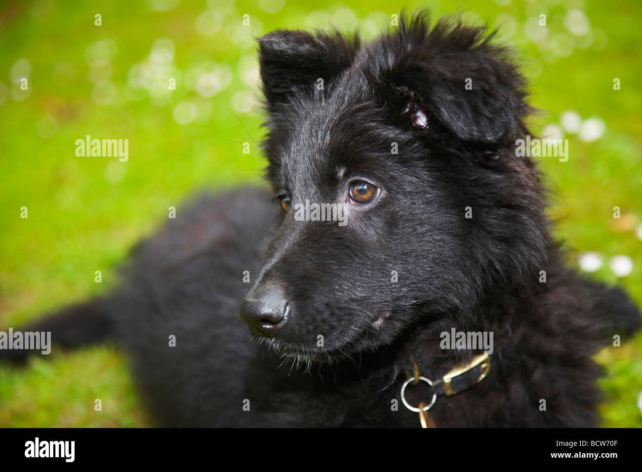 Young German Shepherd puppy in garden Stock Photo - Alamy