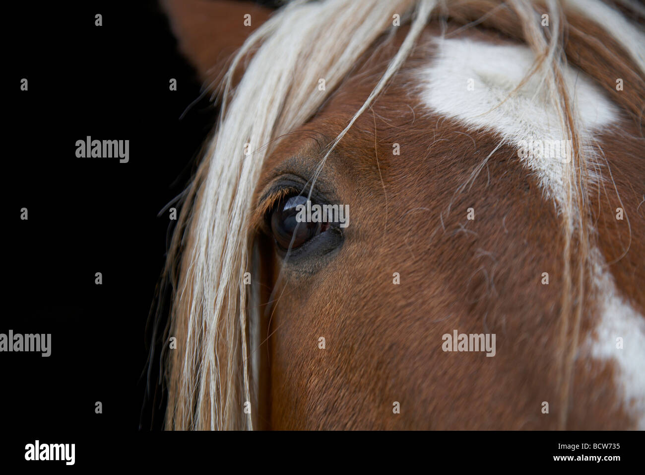 Close up of horses head Stock Photo - Alamy