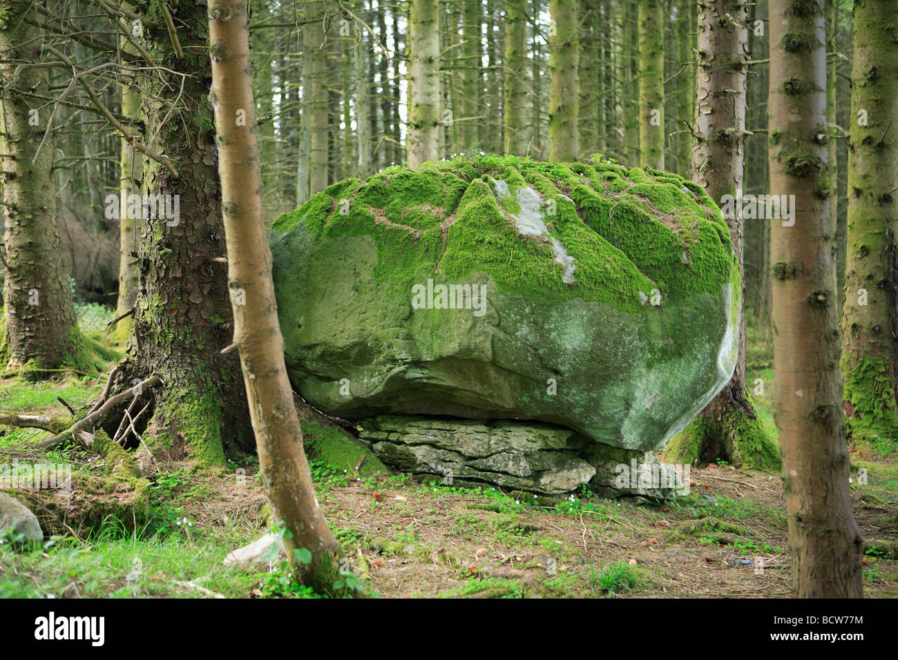 large moss covered rock in forest Stock Photo - Alamy