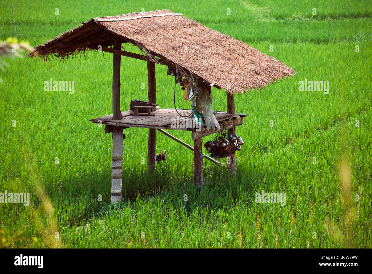 Rice field with hut hi-res stock photography and images - Alamy