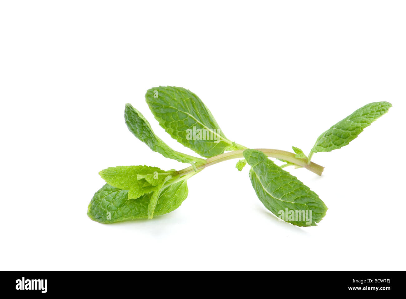 Fresh mint sprig with leaves on white background Stock Photo - Alamy