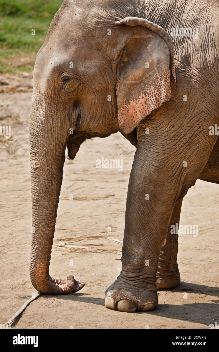 Profile shot of an adult elephant Stock Photo - Alamy