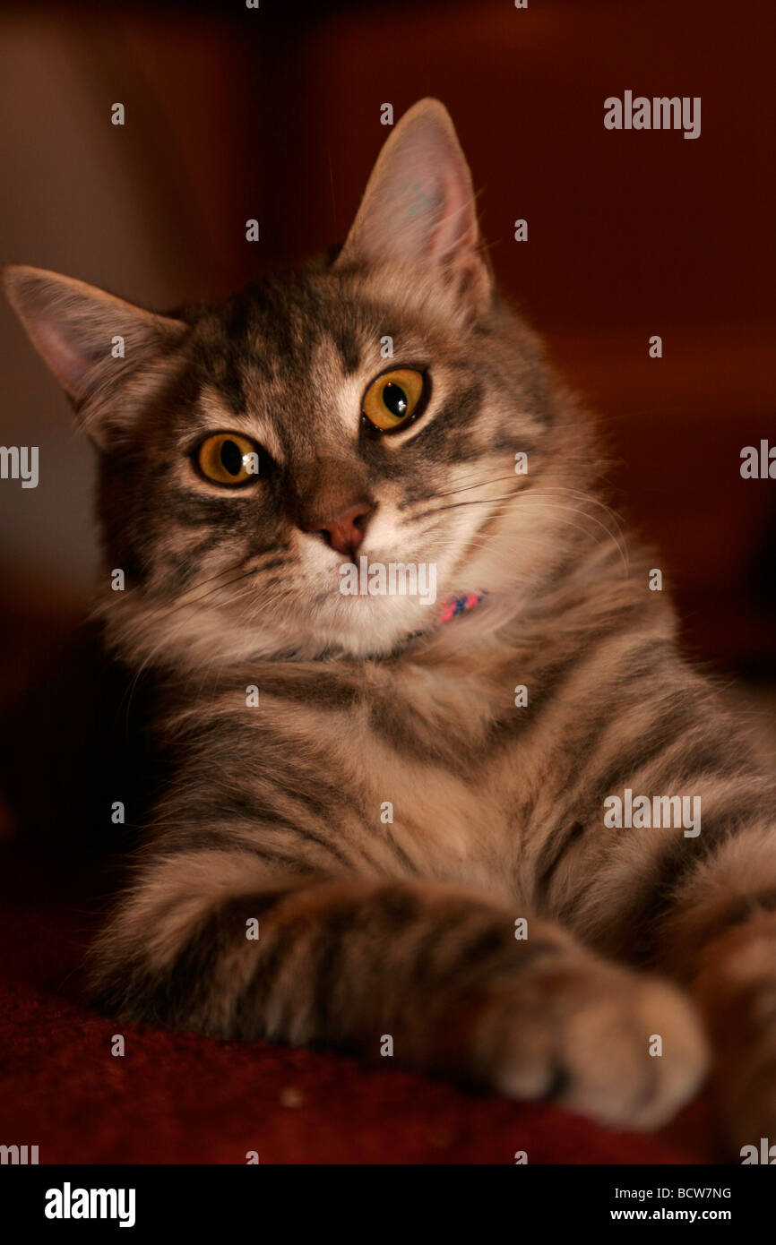 Portrait of a domestic house cat Stock Photo - Alamy