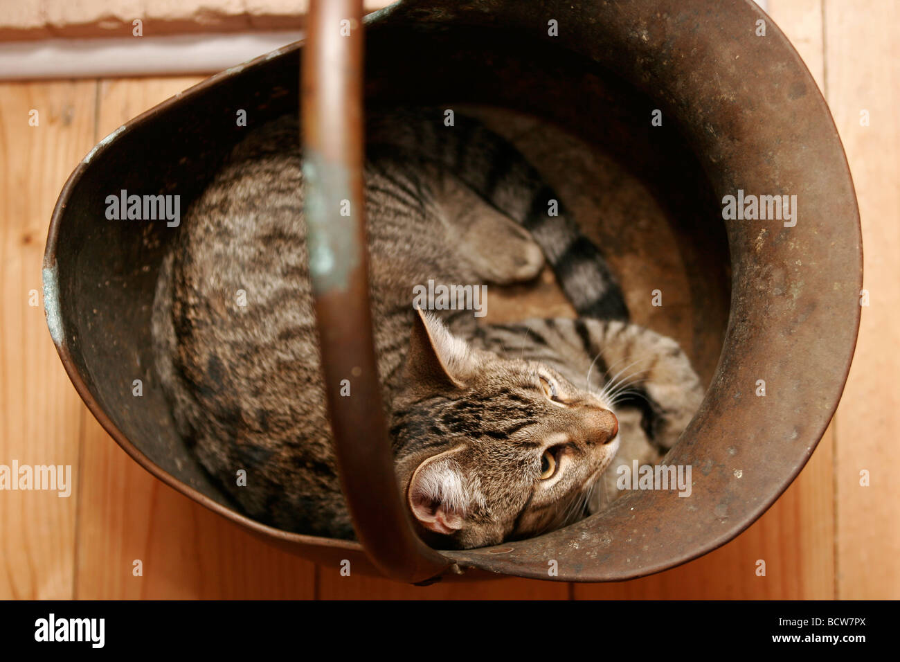 Portrait of a domestic house cat sits inside a bucket ususally used to ...