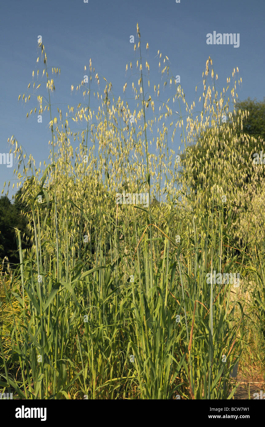 Avena barbata hi-res stock photography and images - Alamy