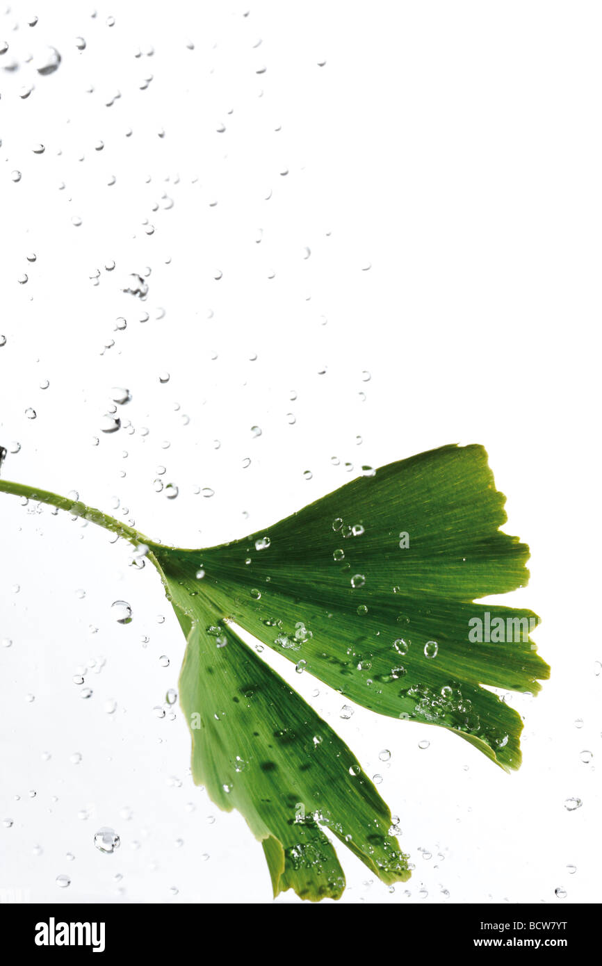 Ginko leaf drop hi-res stock photography and images - Alamy