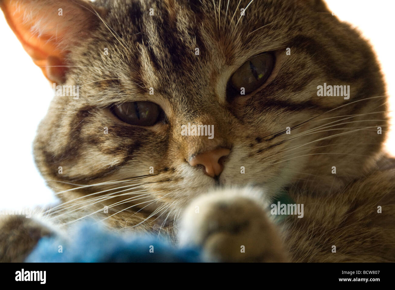 Cute cat looking into camera Stock Photo - Alamy