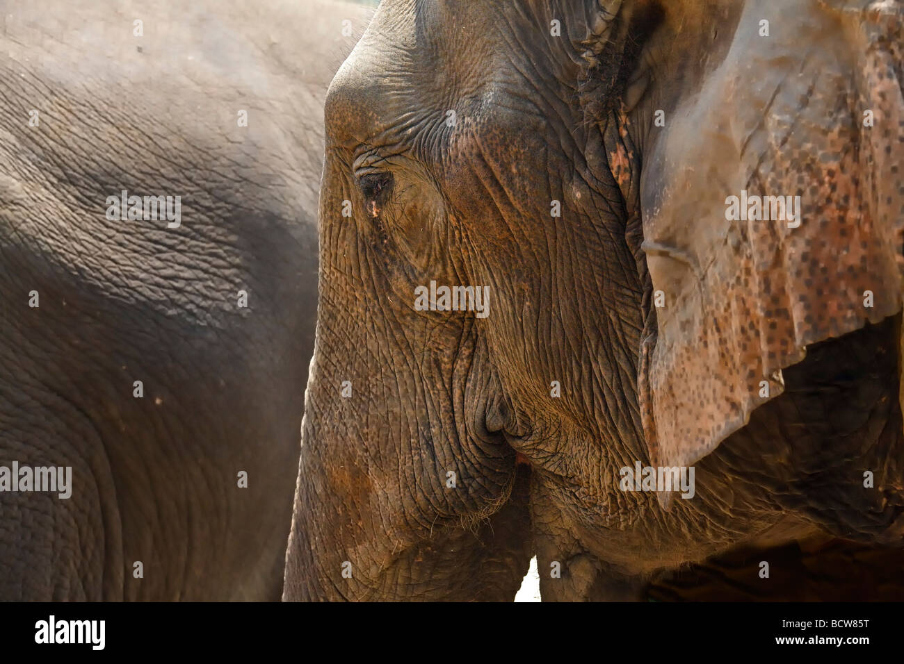 The elephant head hi-res stock photography and images - Alamy