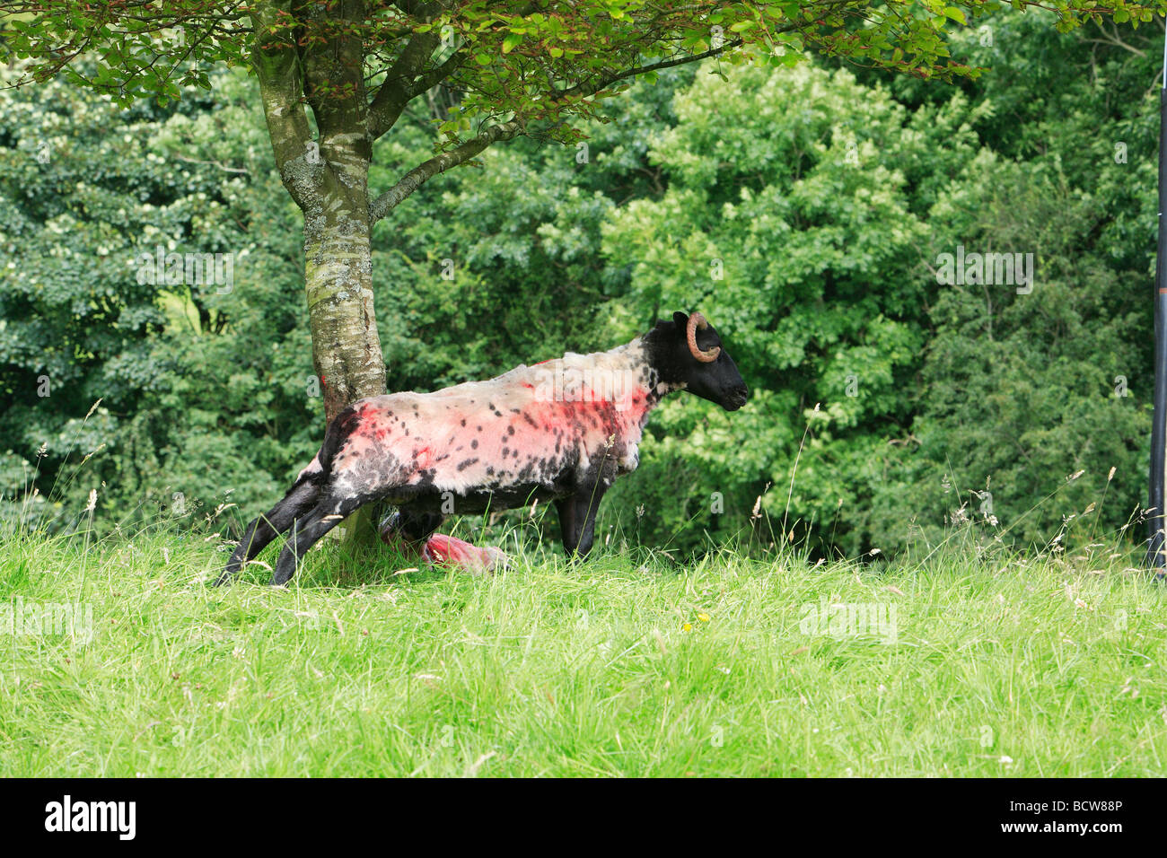 Black sheep horn hi-res stock photography and images - Alamy