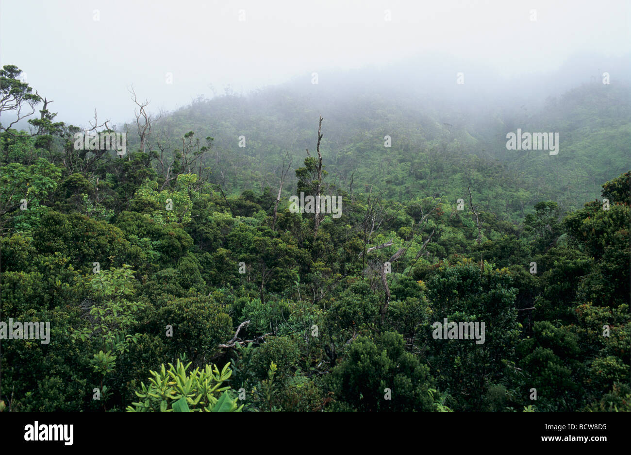 View of Alakai Swamp Kauai Hawaii USA August 1996 Stock Photo - Alamy