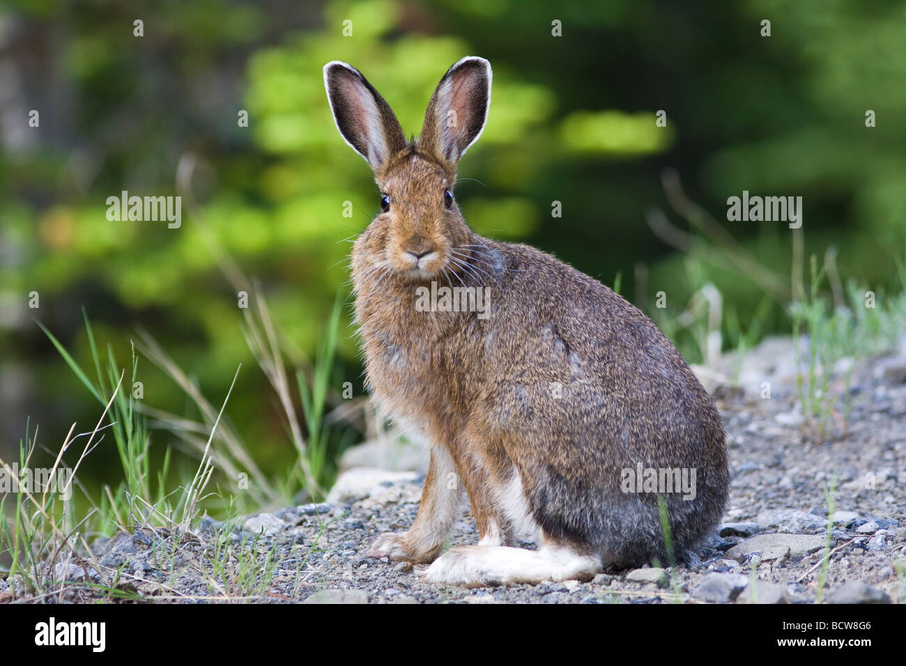Rabbit mountain hi-res stock photography and images - Alamy