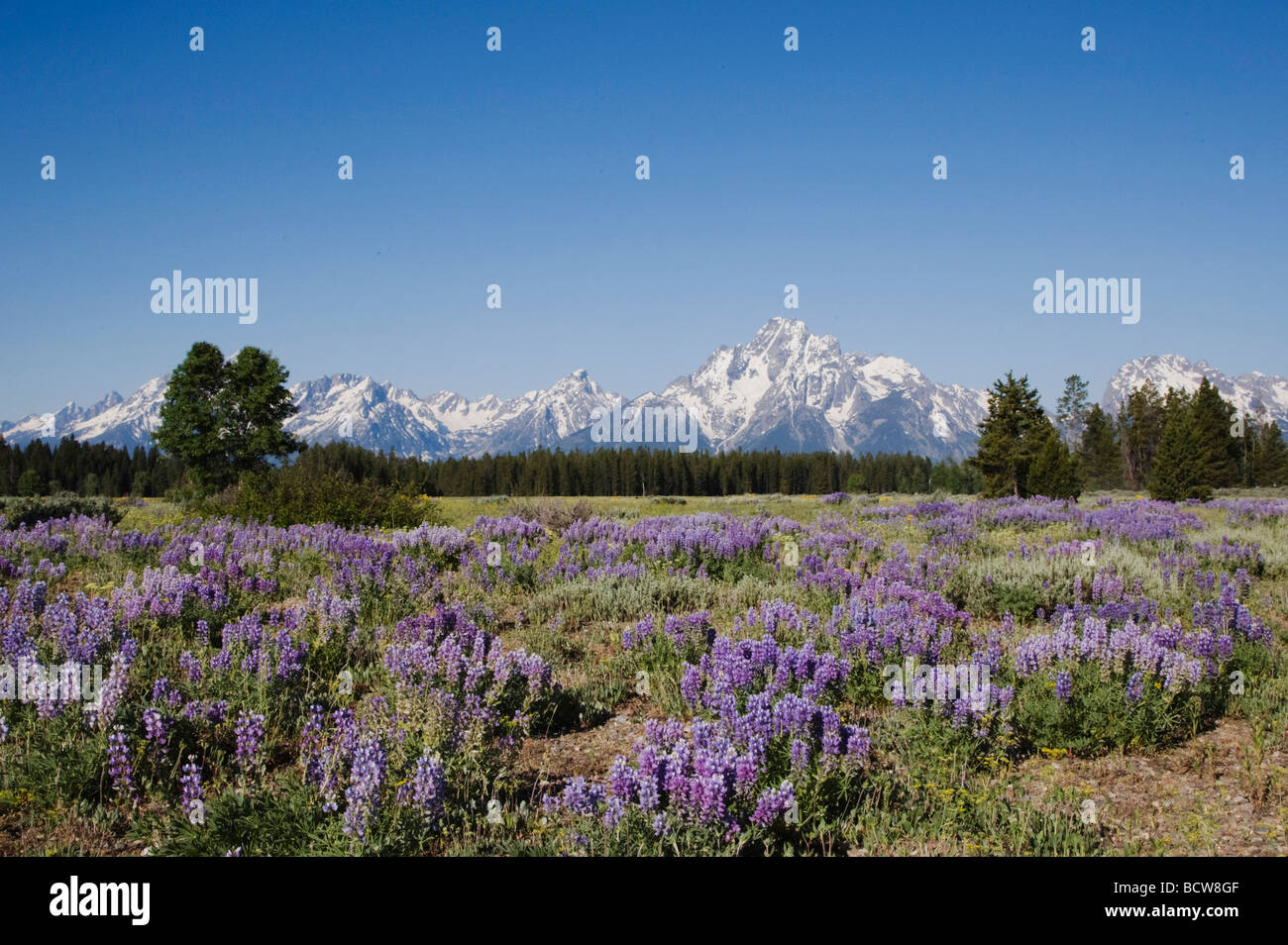 Silky Lupine Lupinus sericeus and Grand Teton Range Grand Teton ...