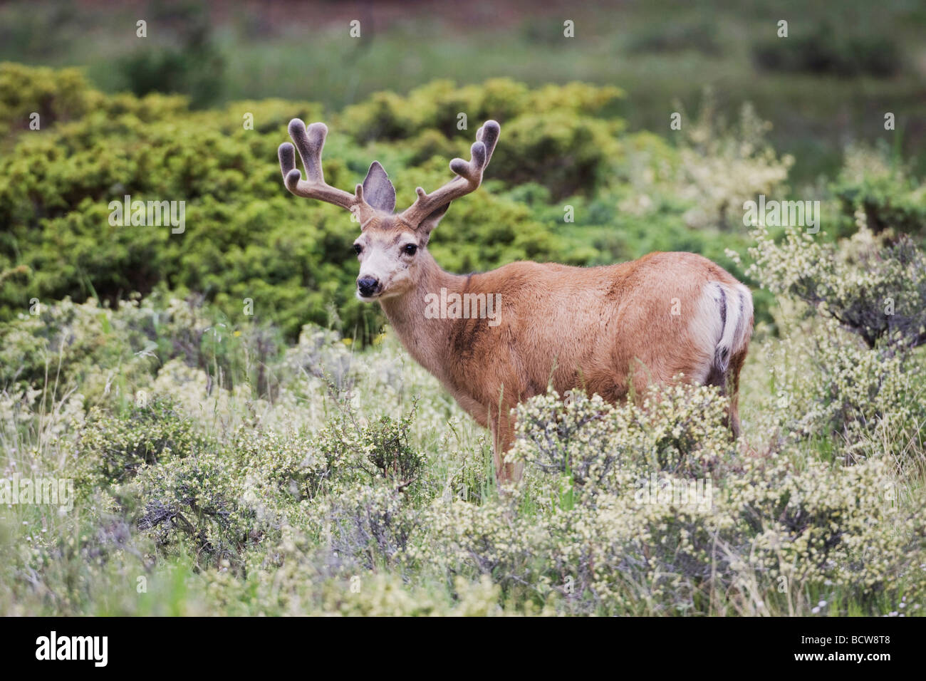Mule Deer Black tailed Deer Odocoileus hemionus Rocky Mountain National ...