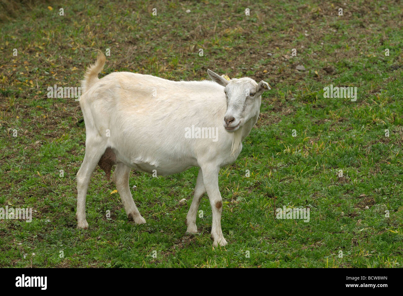 German improved white goat hi-res stock photography and images - Alamy