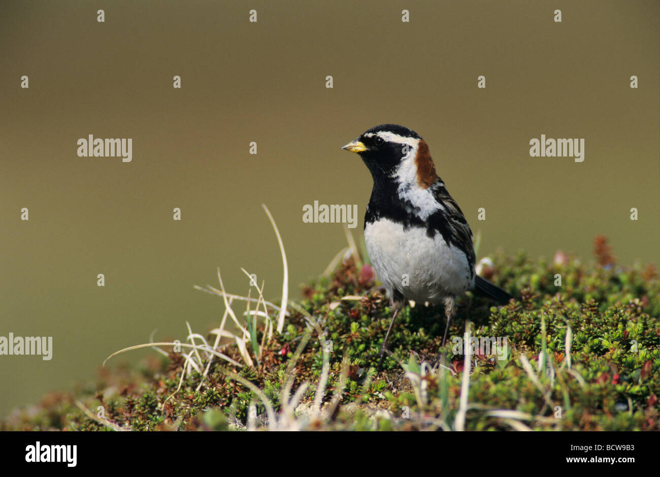 Lapland Longspur Calcarius lapponicus male Gednjehogda Norway June 2001 ...