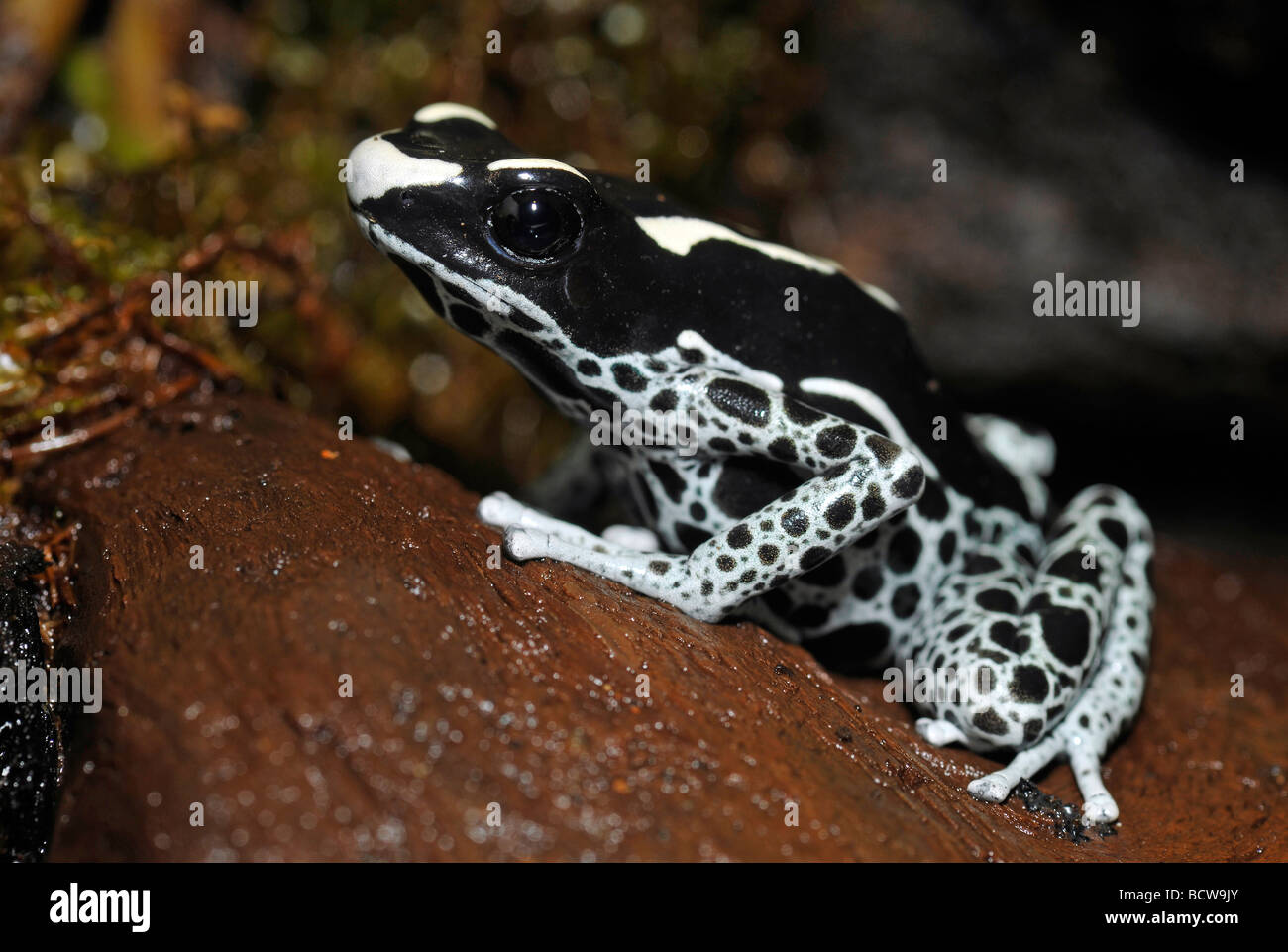 Dyeing dart frog (Dendrobates tinctorius Stock Photo - Alamy