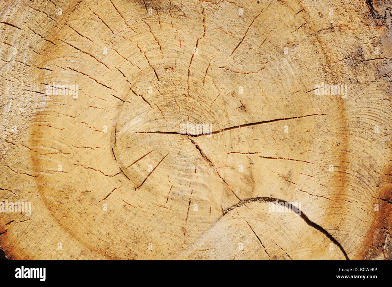 Ash tree wood texture hi-res stock photography and images - Alamy