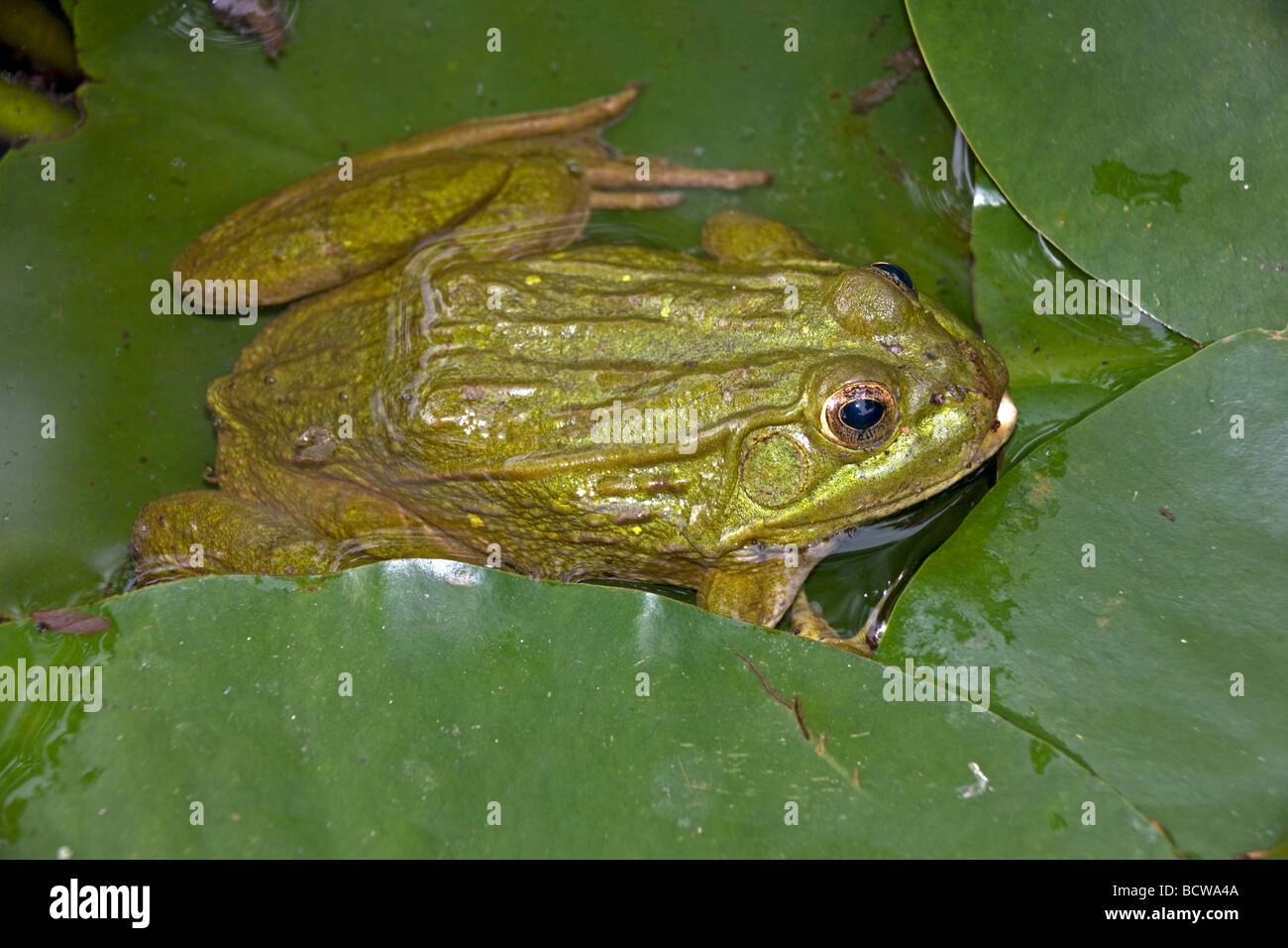 Chiricahua Leopard Frog (Rana chiricahuensis) Arizona - USA - Also known as Ramsey Canyon ...