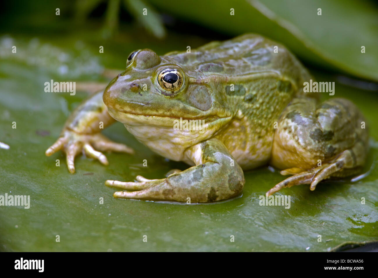 Chiricahua Leopard Frog (Rana chiricahuensis) -Arizona - USA - Also ...