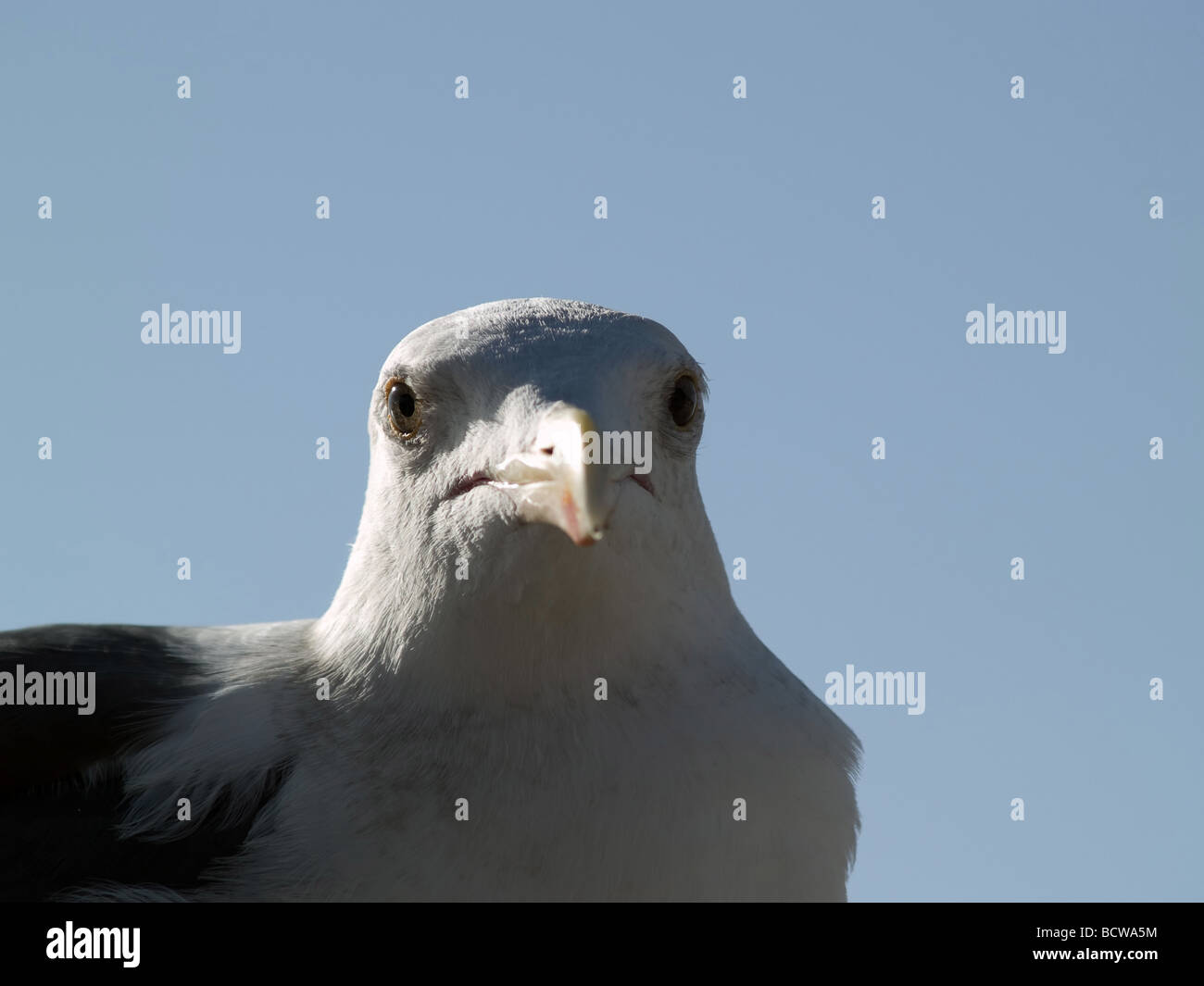 Seagull head hi-res stock photography and images - Alamy