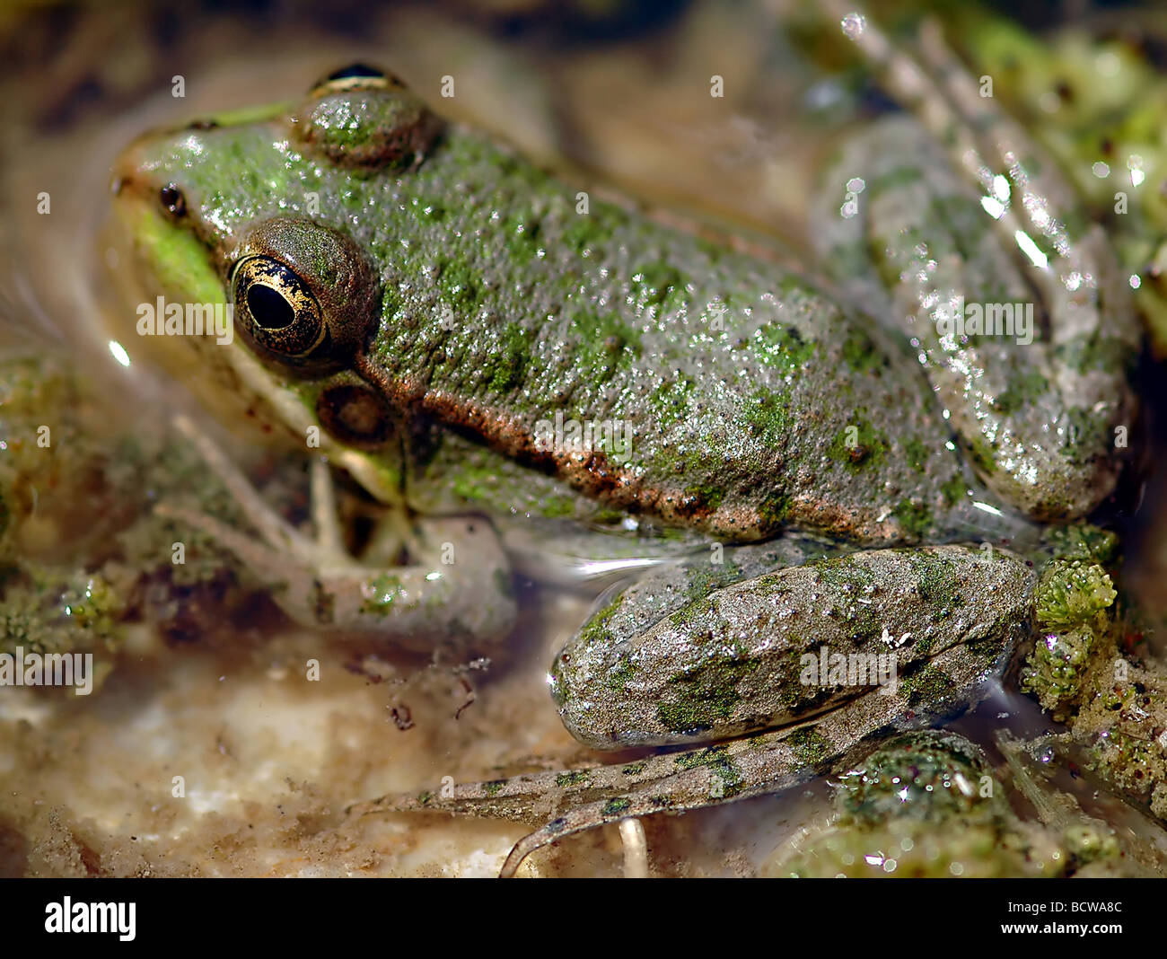 Close up on frog in a swamp Stock Photo - Alamy