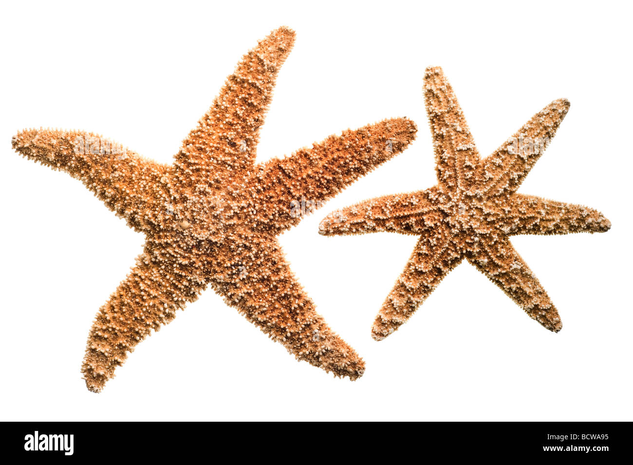 Starfish closeup macro isolated on white background Stock Photo - Alamy