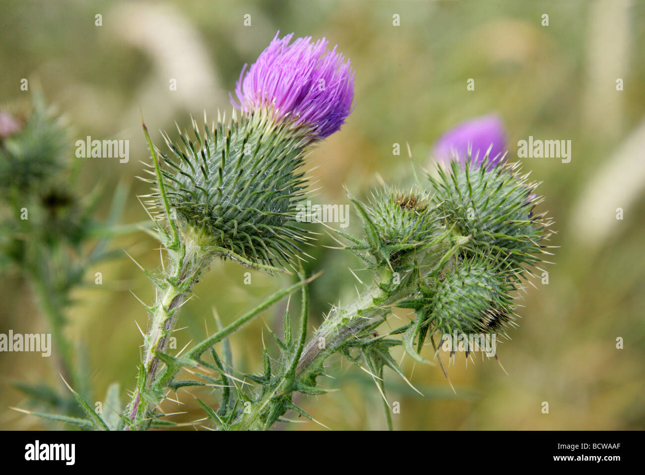 Spear thistle hi-res stock photography and images - Alamy