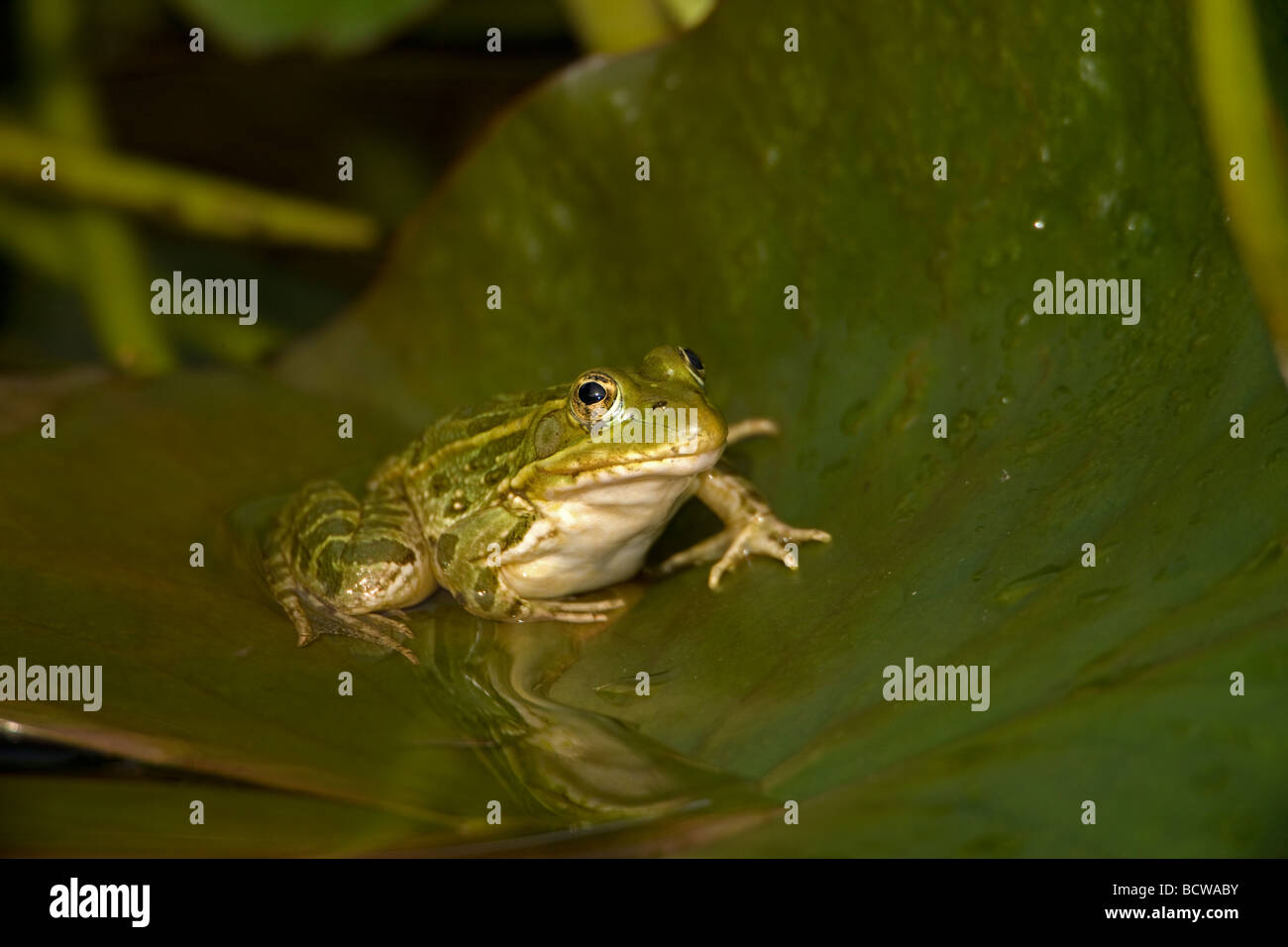 Chiricahua Leopard Frog (Rana chiricahuensis) Arizona - USA - Also ...