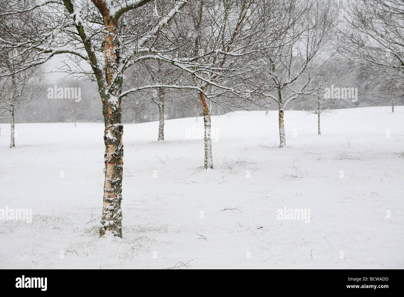 Birch trees snow hi-res stock photography and images - Alamy