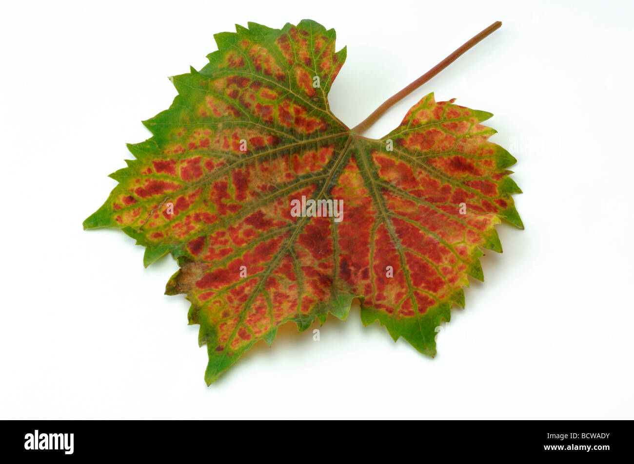 Grape Vine (Vitis vinifera), leaf in autumn colors, studio picture ...