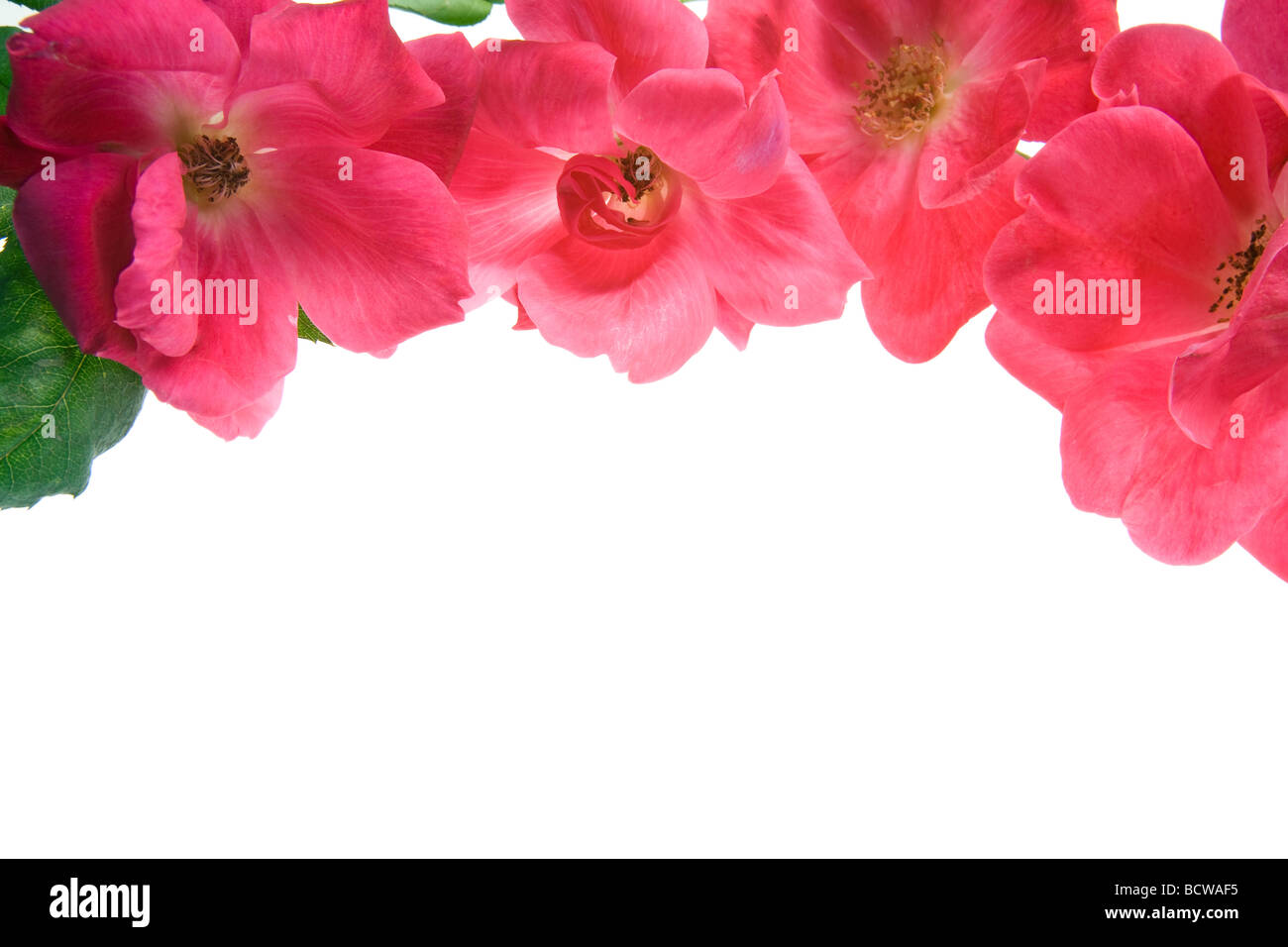Antique Tea Roses isolated on white background Stock Photo - Alamy