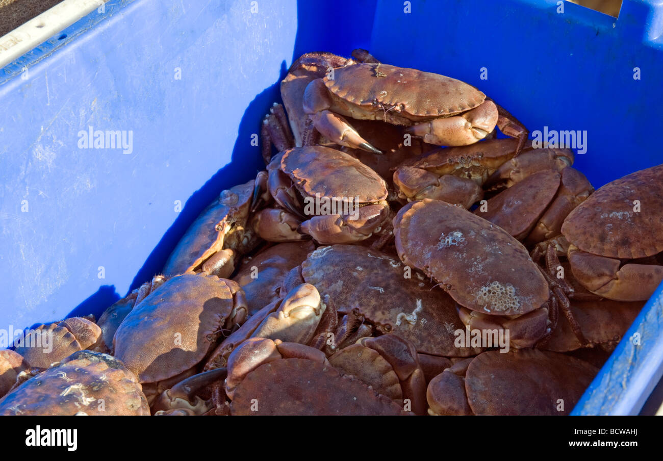 Famous cromer crab hi-res stock photography and images - Alamy