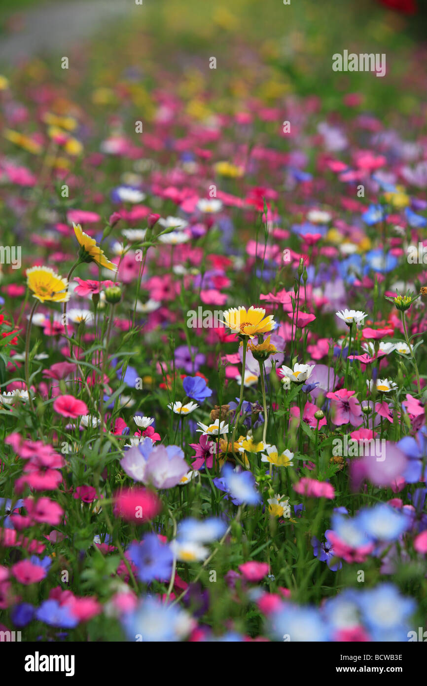 Wildflowers garden border hi-res stock photography and images - Alamy