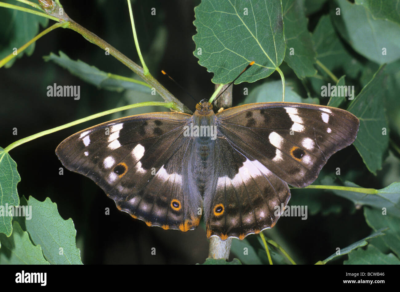 Lesser purple emperor (Apatura ilia), female in the branches of an ...
