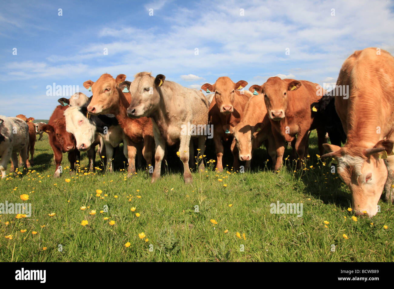 Non milk producing hi-res stock photography and images - Alamy