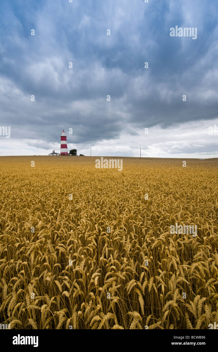 Happisburgh lighthouse with dark cloudy skies and fields of wheat in ...
