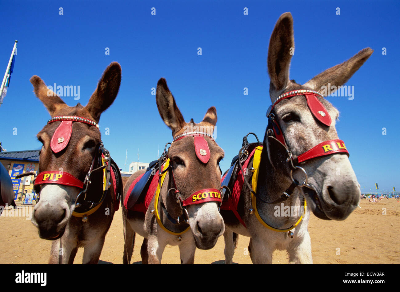 Three donkeys (Equus asinus) on the beach, Skegness, Lincolnshire ...