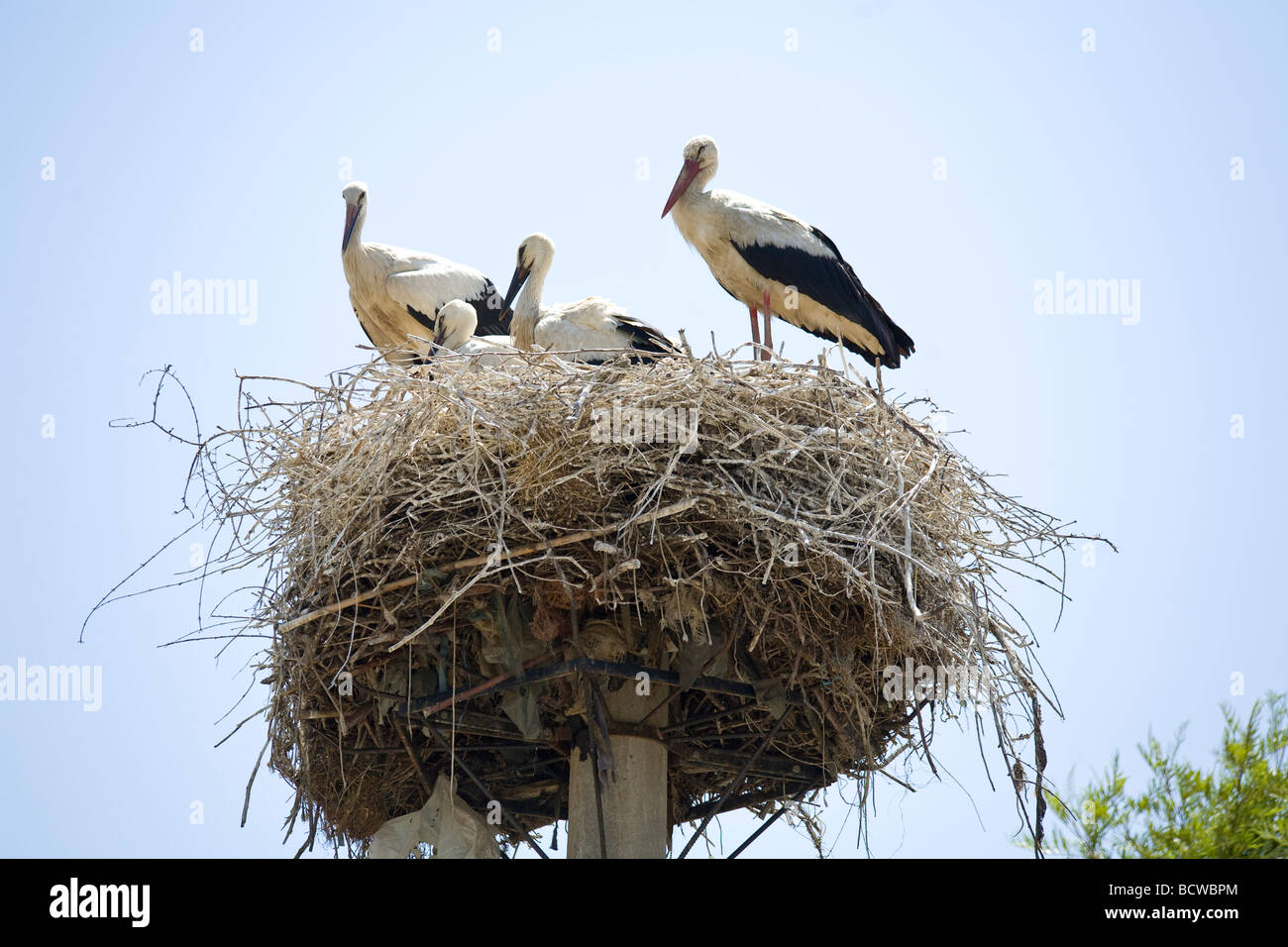 Polish Stork family in nest on top of pole. Selcuk, Turkey Stock Photo ...