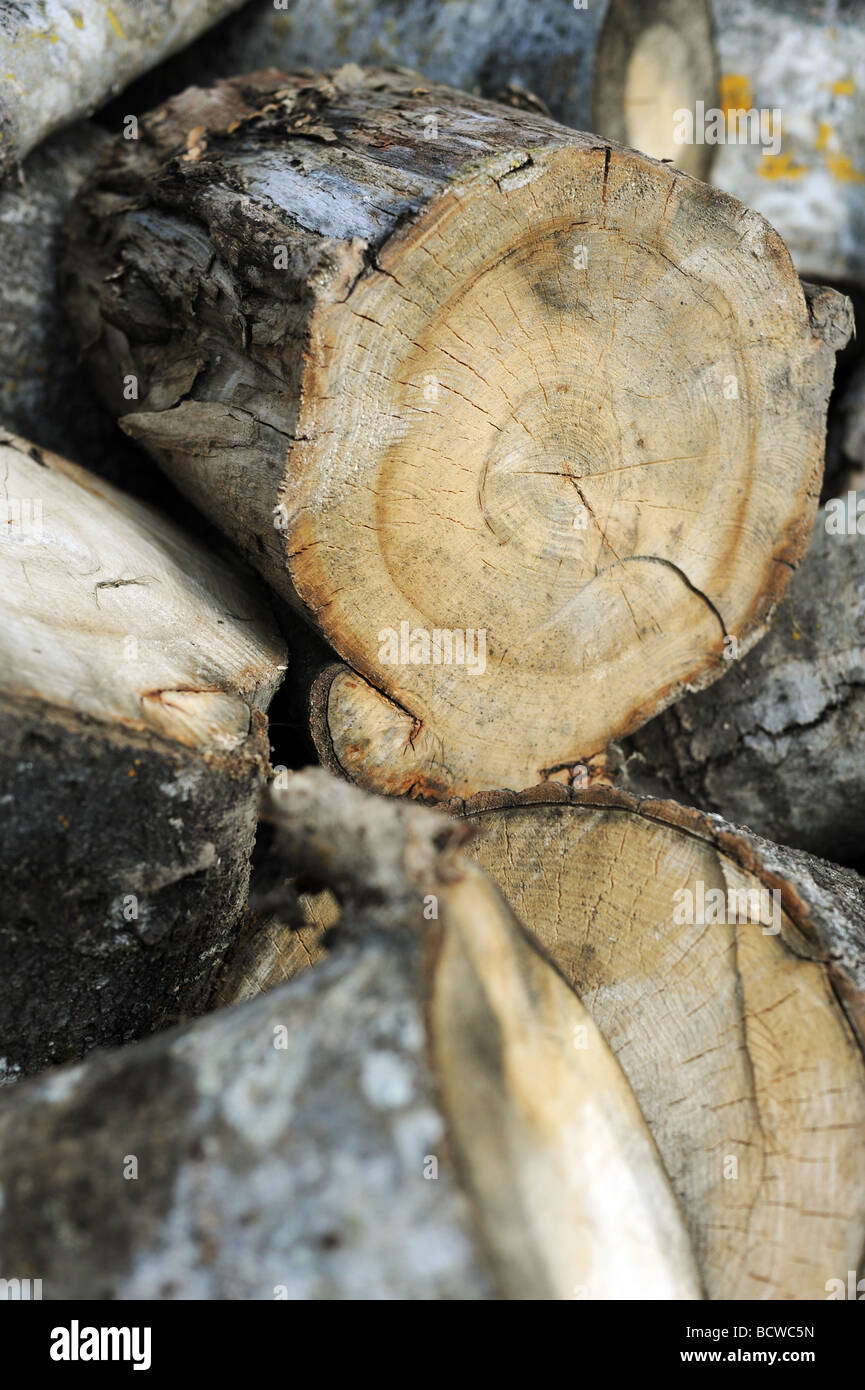 Ash Tree Logs Stock Photo - Alamy