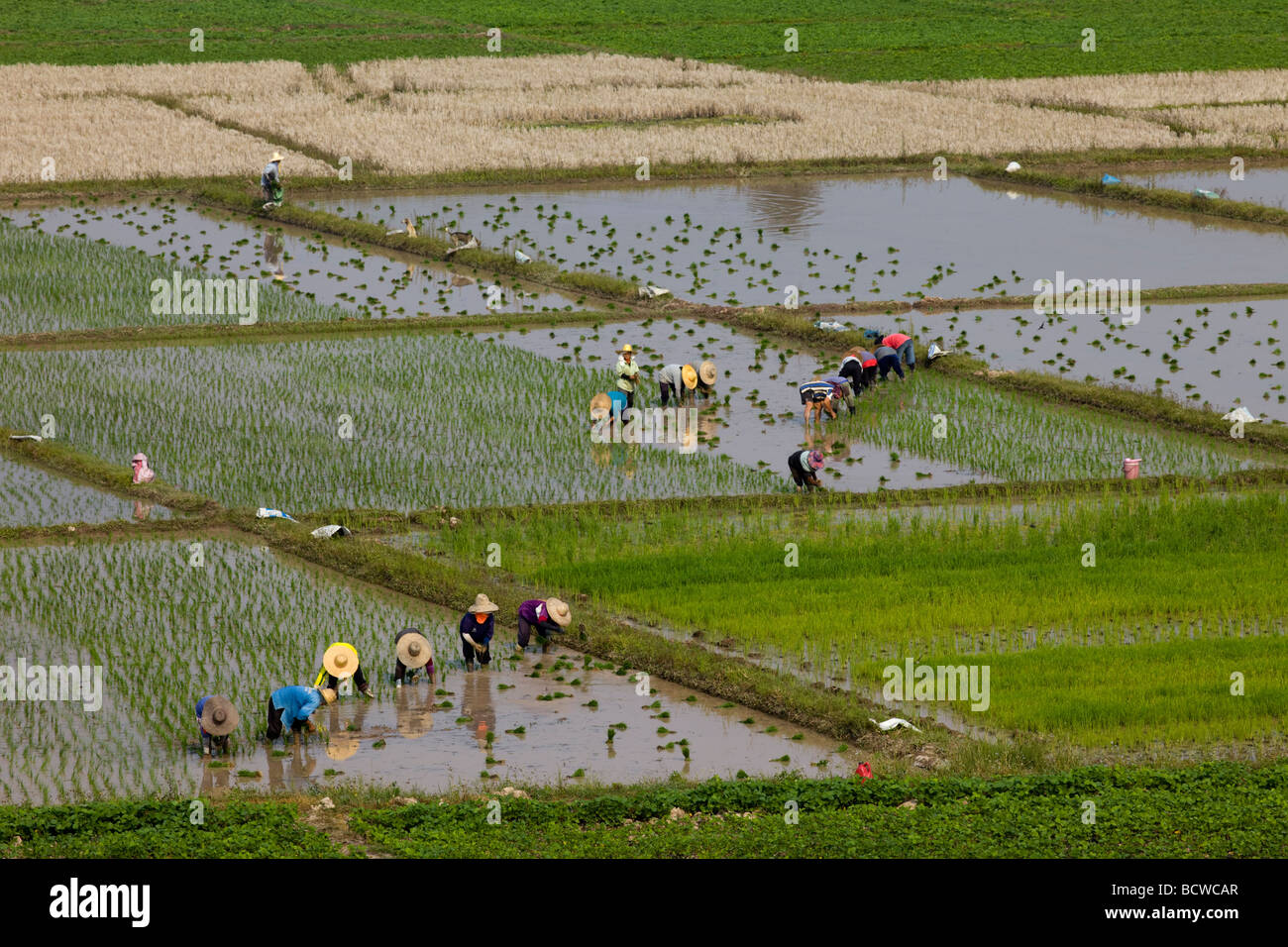 Thailand,Chiang Mai,Rice Planting Stock Photo - Alamy