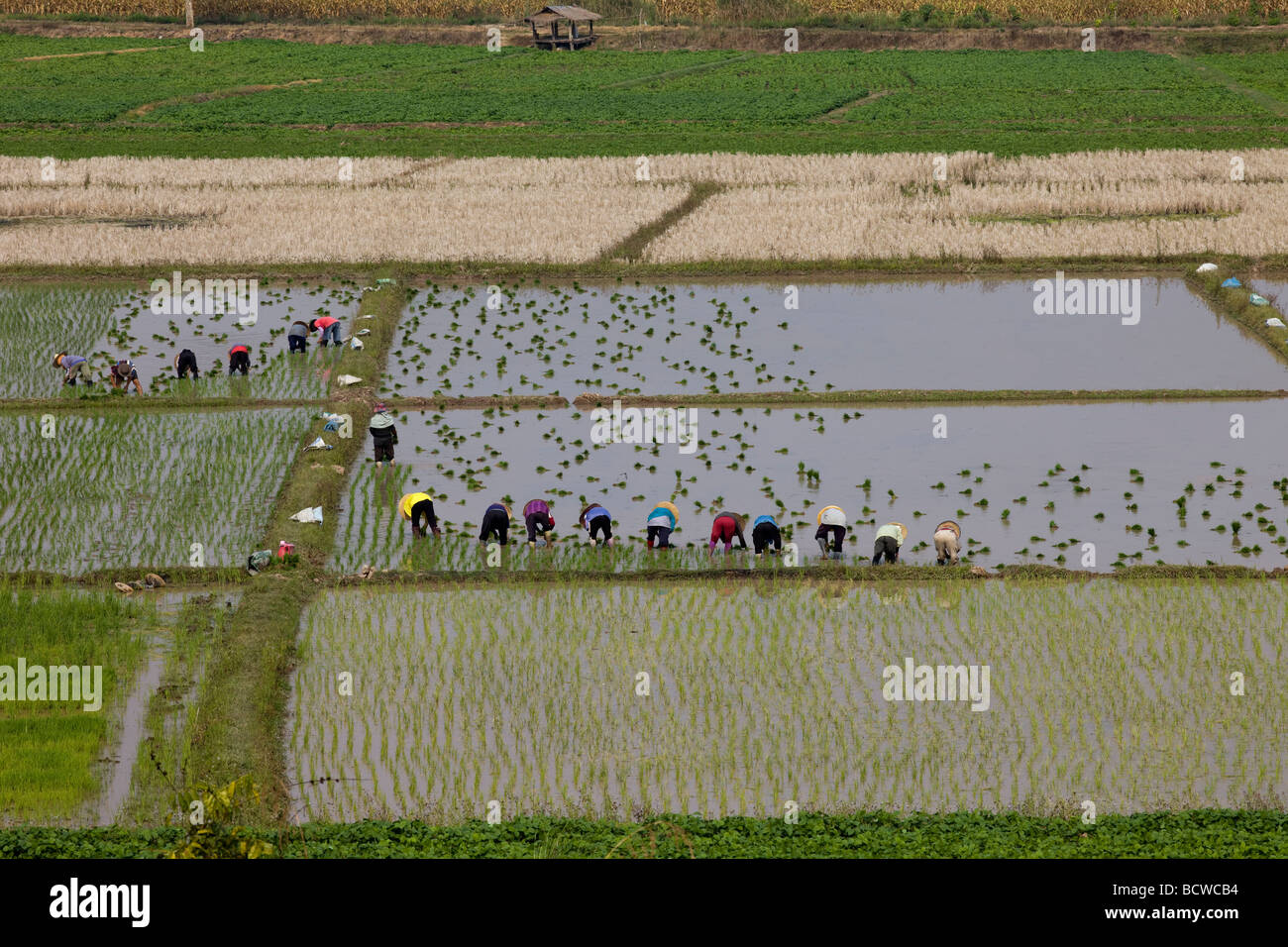 Thailand,Chiang Mai,Rice Planting Stock Photo - Alamy