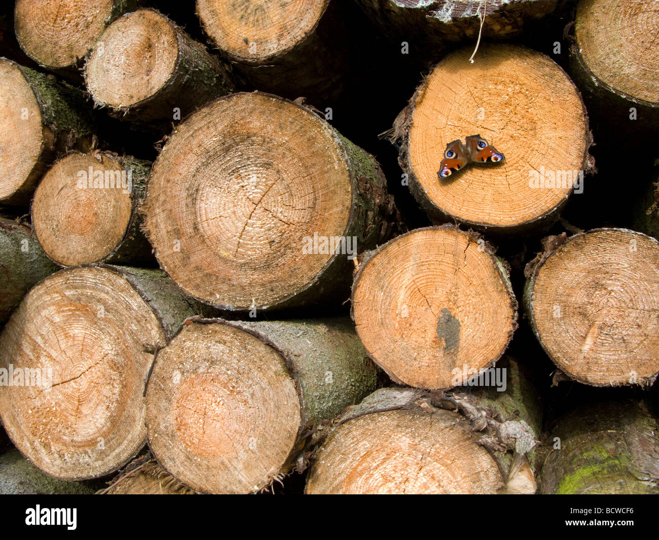 Butterfly to show symmetry hi-res stock photography and images - Alamy
