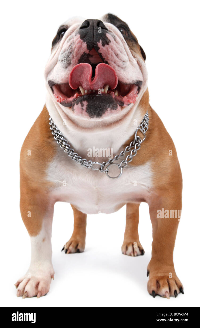 English bulldog teeth hi-res stock photography and images - Alamy