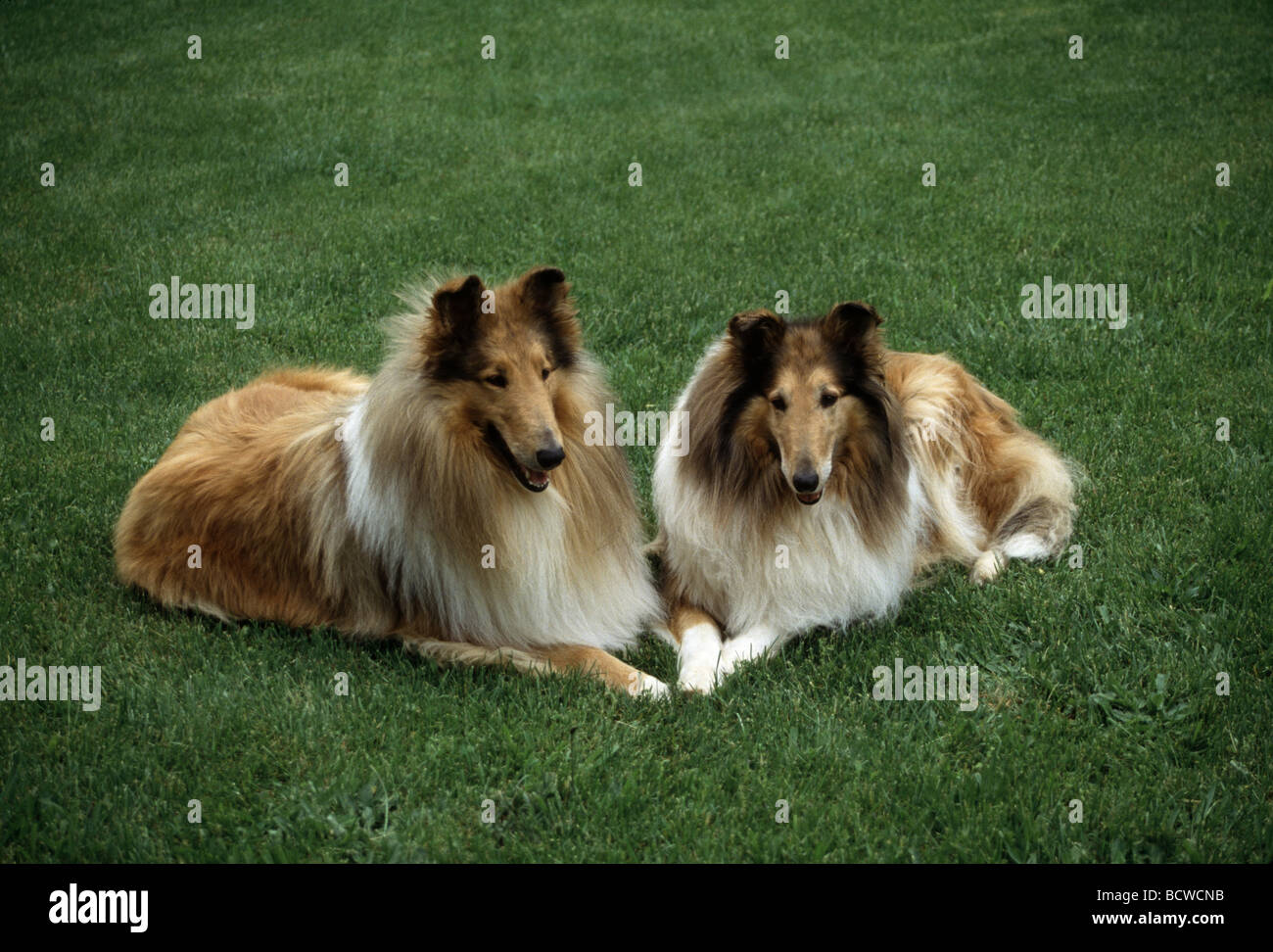 Two collies in a lawn Stock Photo - Alamy