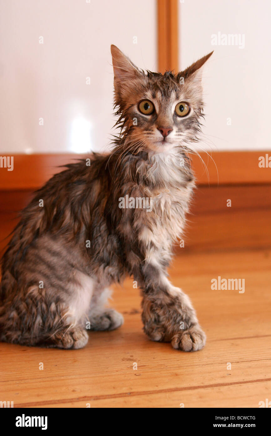 Portrait of a domestic house cat that got wet, drying itself Stock ...
