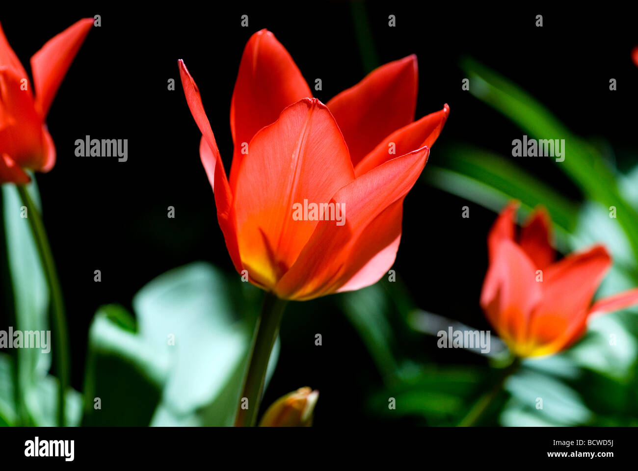 Tulip red riding hood hi-res stock photography and images - Alamy